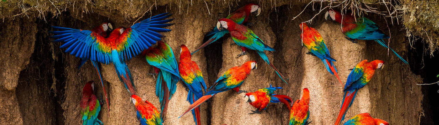 collpa de guacamayos-tambopata - Embajada del Perú en Suiza y en ...